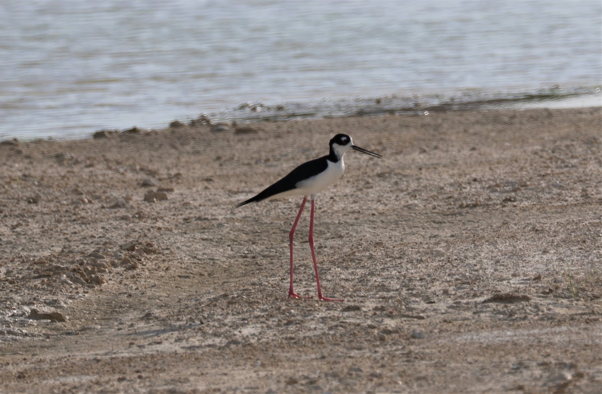 eBird Checklist - 19 Jun 2023 - Pope Paul II Blvd. - 12 species