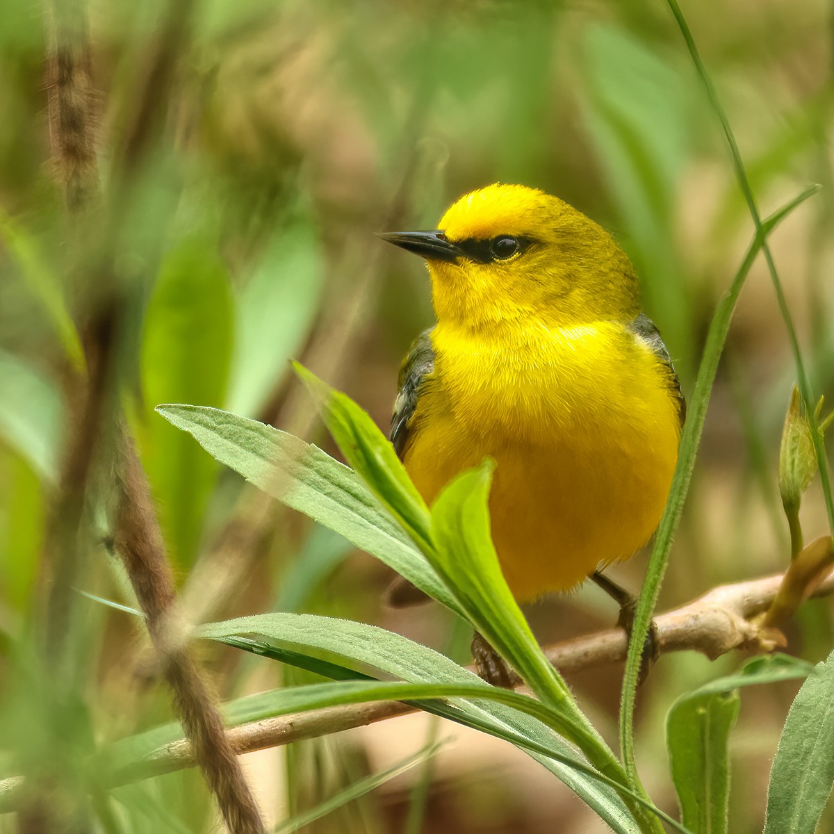 eBird Checklist - 14 May 2023 - Elm Creek Park Reserve--Eastman Nature ...