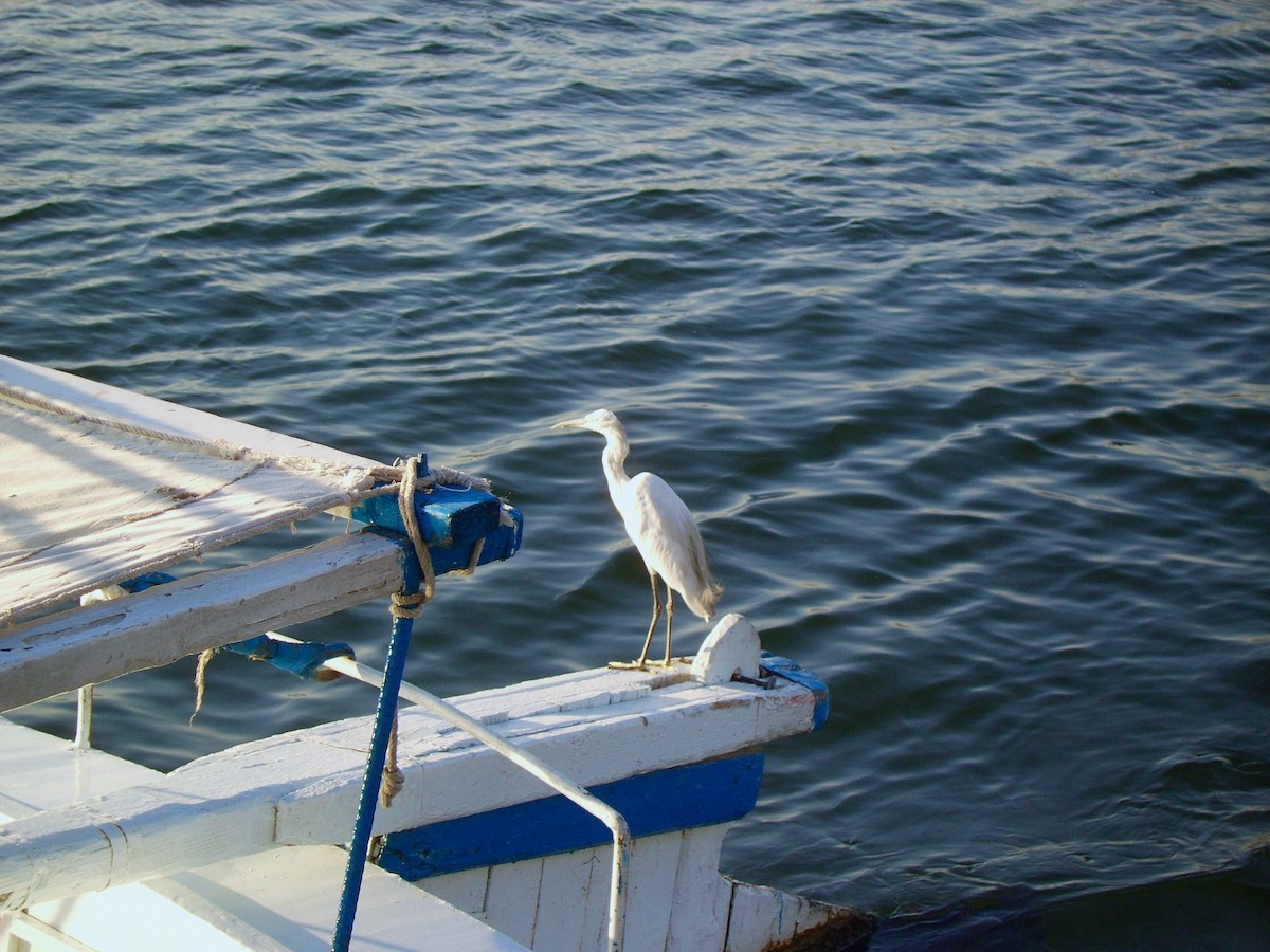 eBird Checklist - 25 Sep 2008 - Marsa Alam - 25 species (+2 other taxa)