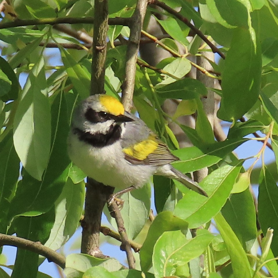 eBird Checklist - 4 Jun 2023 - Brandon Pearl St - 28 species