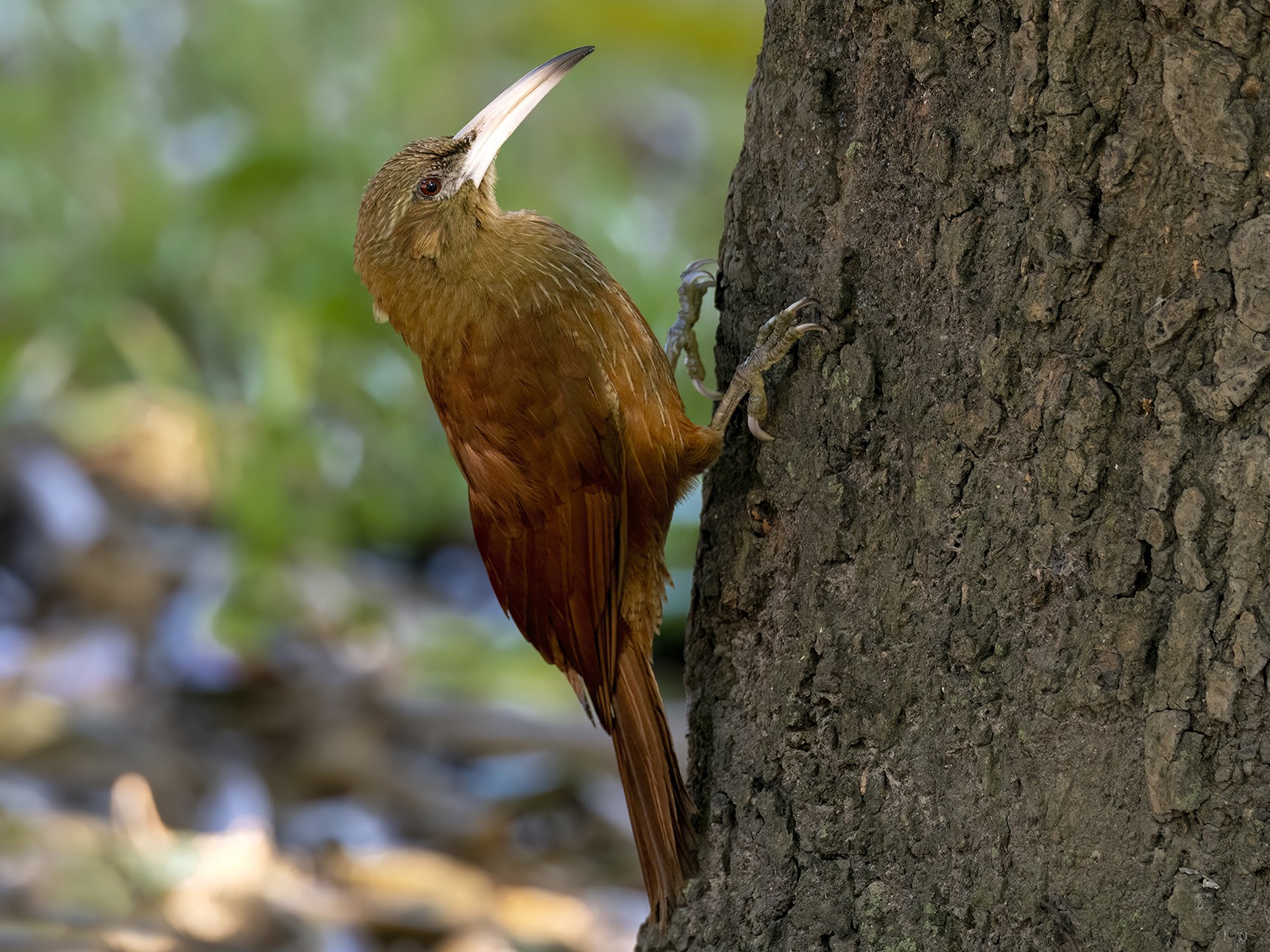 Great Rufous Woodcreeper - eBird