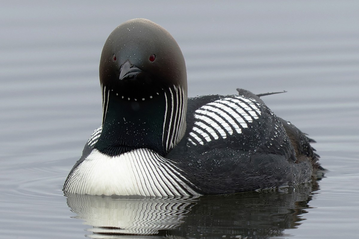 Pacific Loon - Gavia pacifica - Media Search - Macaulay Library and eBird