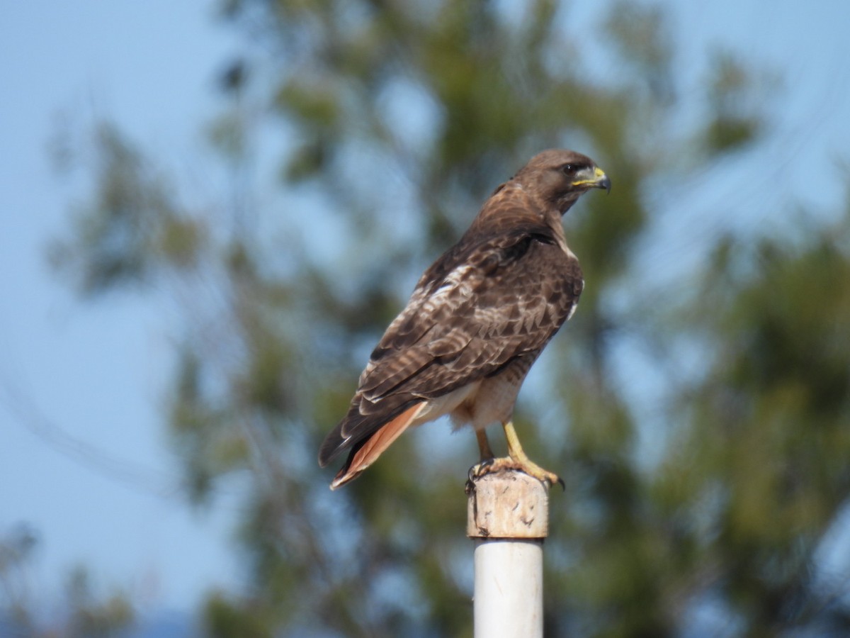 eBird Checklist - 20 Jun 2023 - Shoreline Park--kite flying area - 21 ...