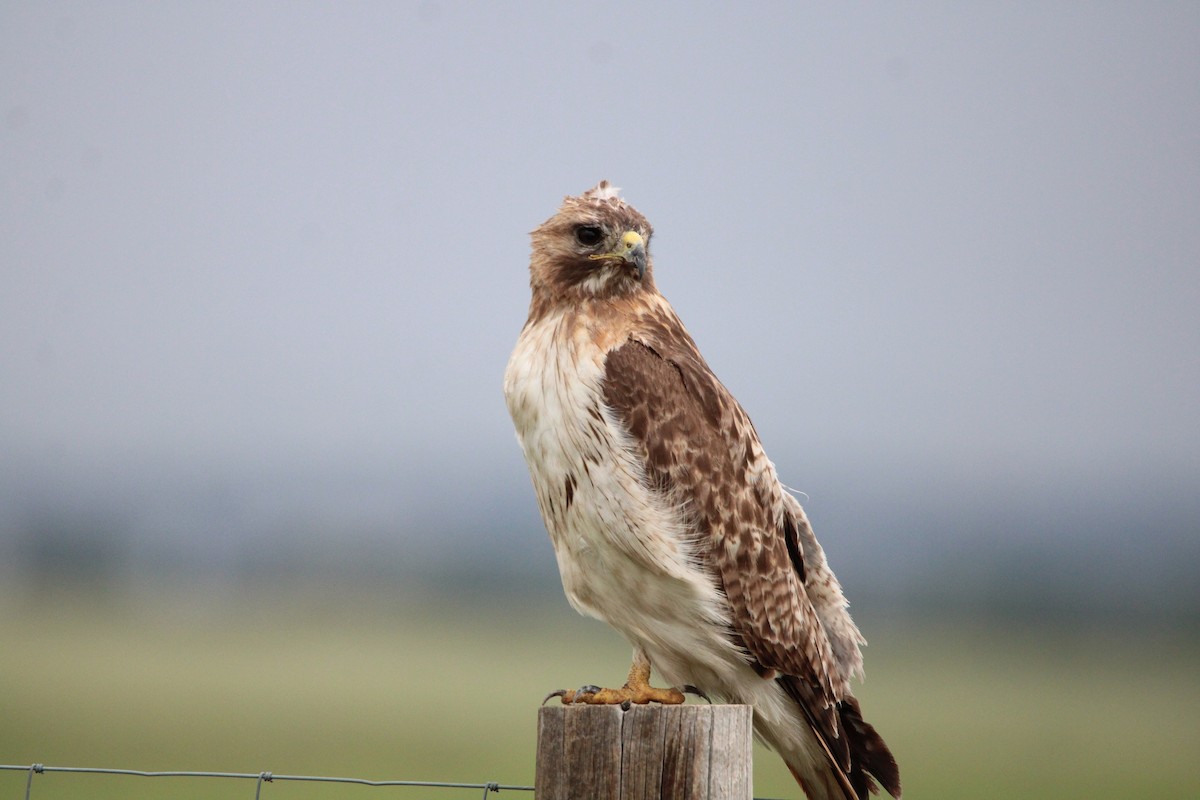eBird Checklist - 12 Jun 2023 - Rocky Mountain Arsenal NWR - 44 species