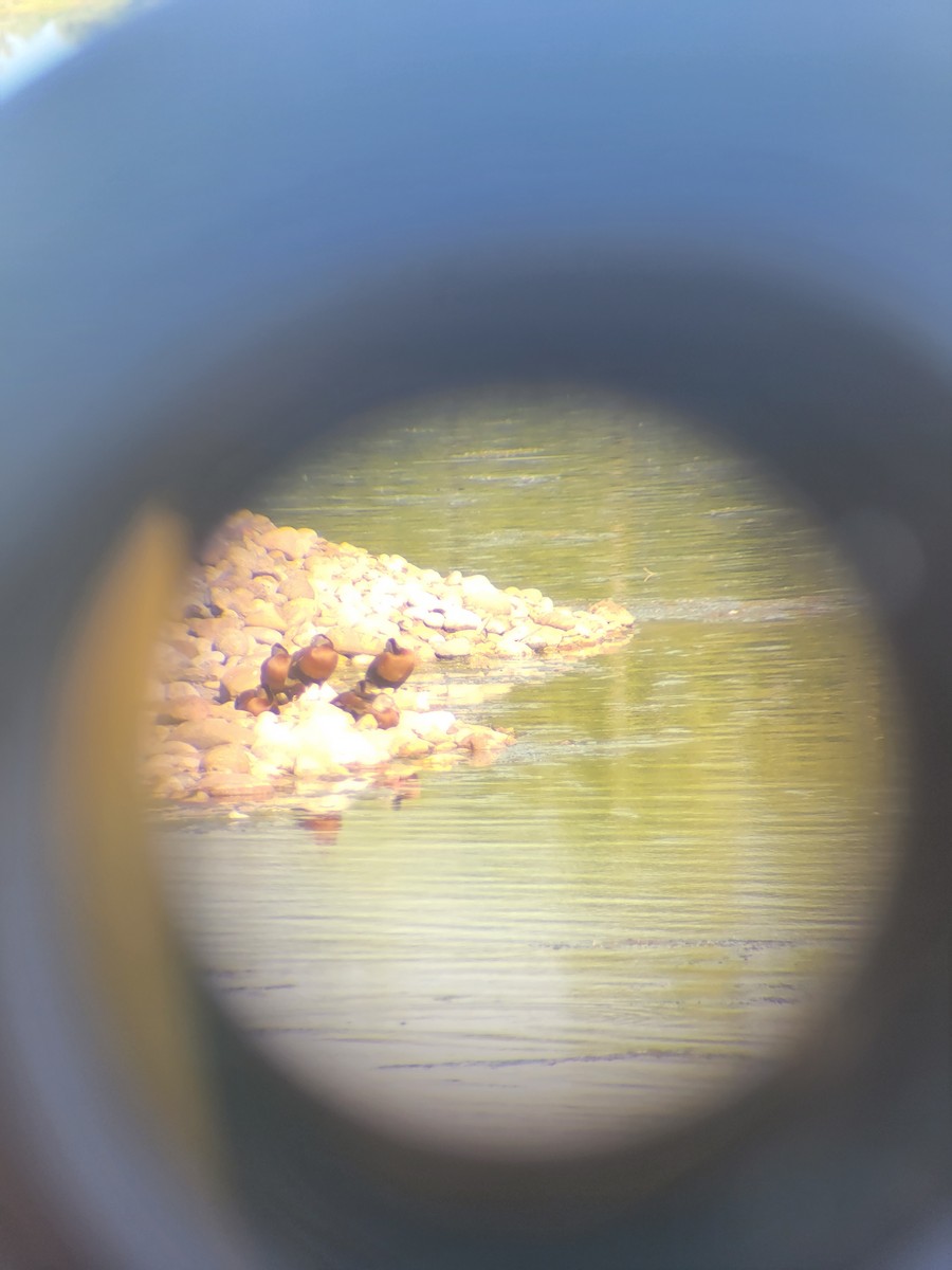 eBird Checklist - 20 Jun 2023 - Pella Crossing Open Space - 16 species