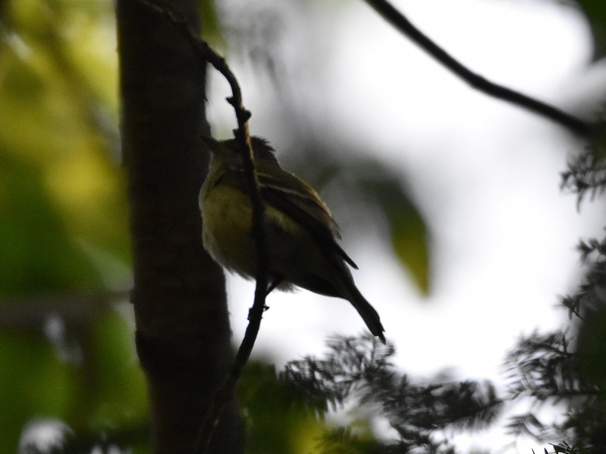 Mass Audubon eBird Checklist - 20 Jun 2023 - Wompatuck SP - 12 species