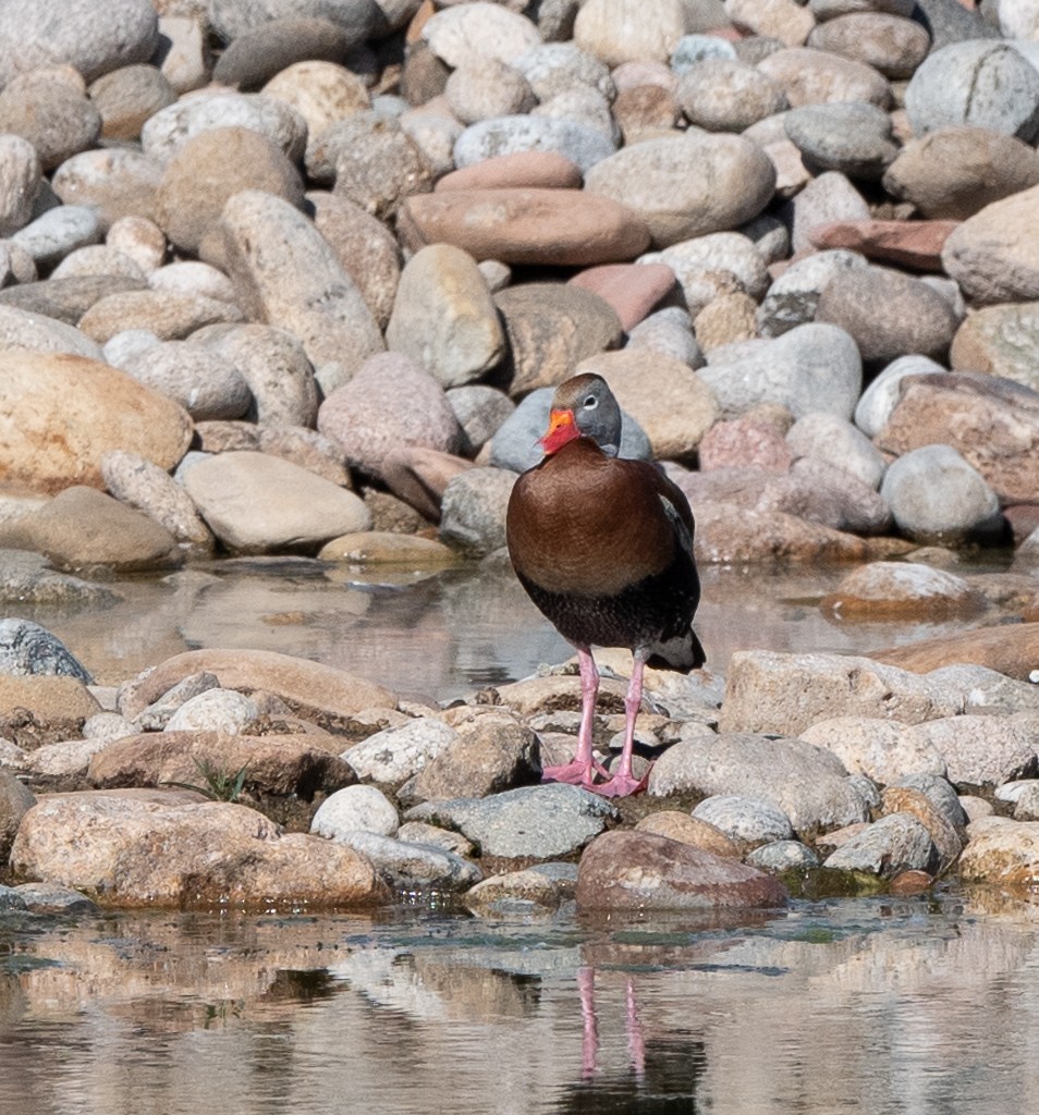 eBird Checklist - 20 Jun 2023 - Pella Crossing Open Space - 1 species