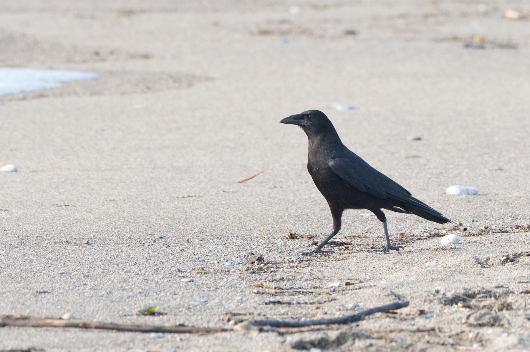 Cuervo indeterminado (Corvus sp.) - eBird