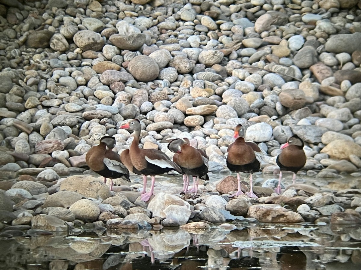 eBird Checklist - 20 Jun 2023 - Pella Crossing Open Space - 10 species
