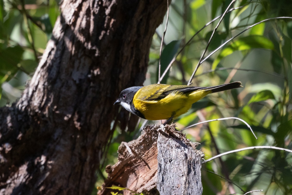 eBird Australia Checklist - 14 Jun 2023 - Hunter Wetlands Centre ...