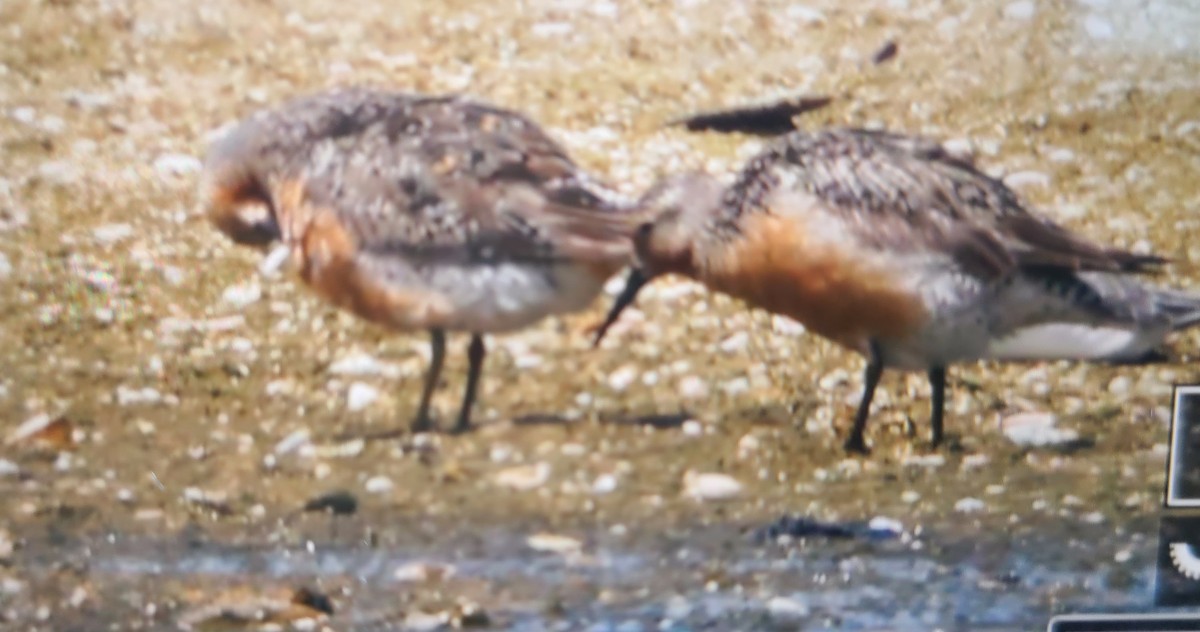 eBird Checklist - 21 Jun 2023 - Carlos Pointe - 19 species (+1 other taxa)