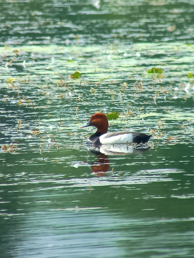 Red-crested x Common Pochard (hybrid) - eBird