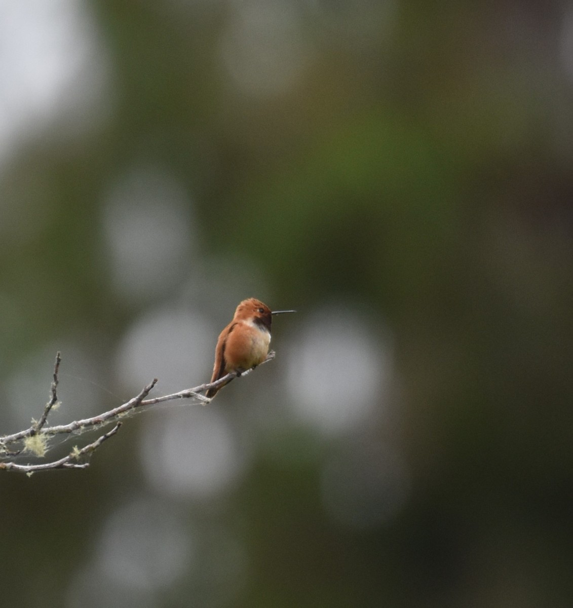 eBird Pacific Northwest Checklist - 15 Jun 2023 - Elma Gate Road - 26 ...