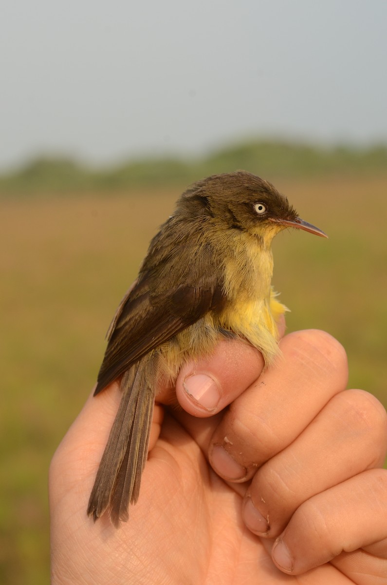Papyrus Yellow-Warbler (Zambian) - eBird