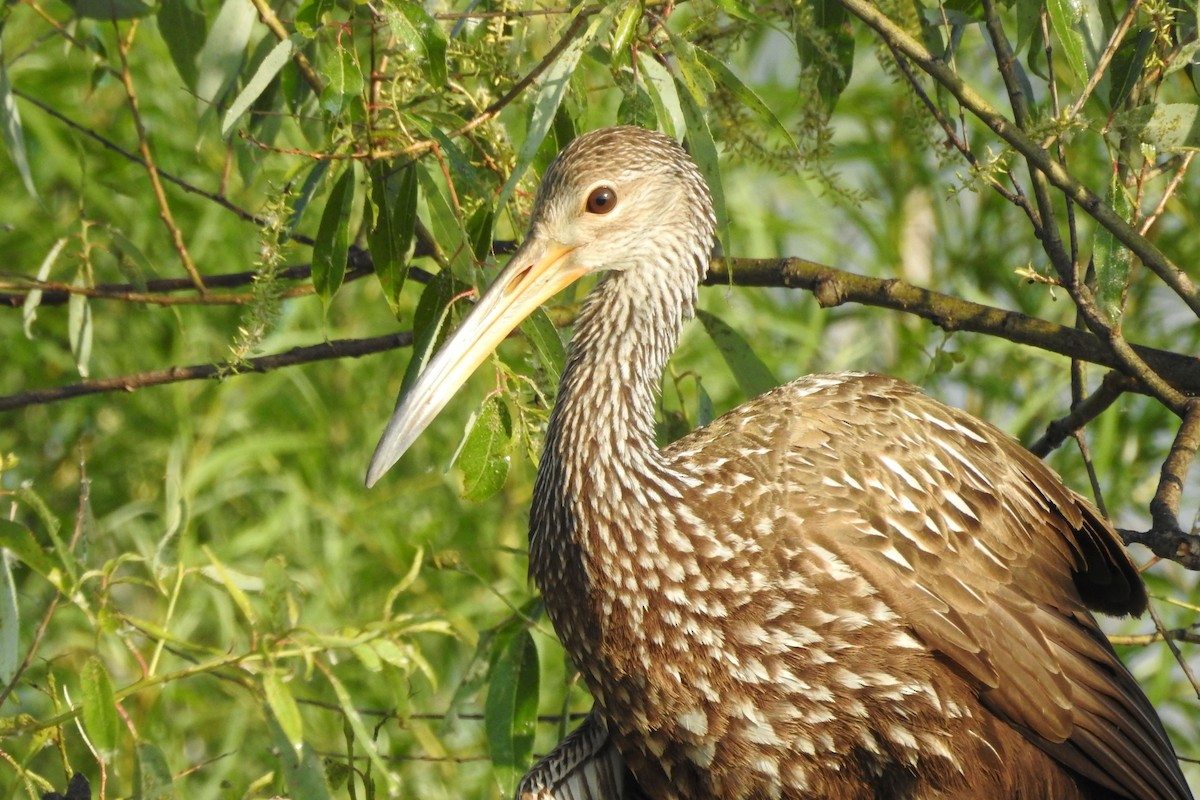eBird Checklist - 21 Jun 2023 - Horicon NWR--Hwy. 49 (Dodge Co.) - 1 ...
