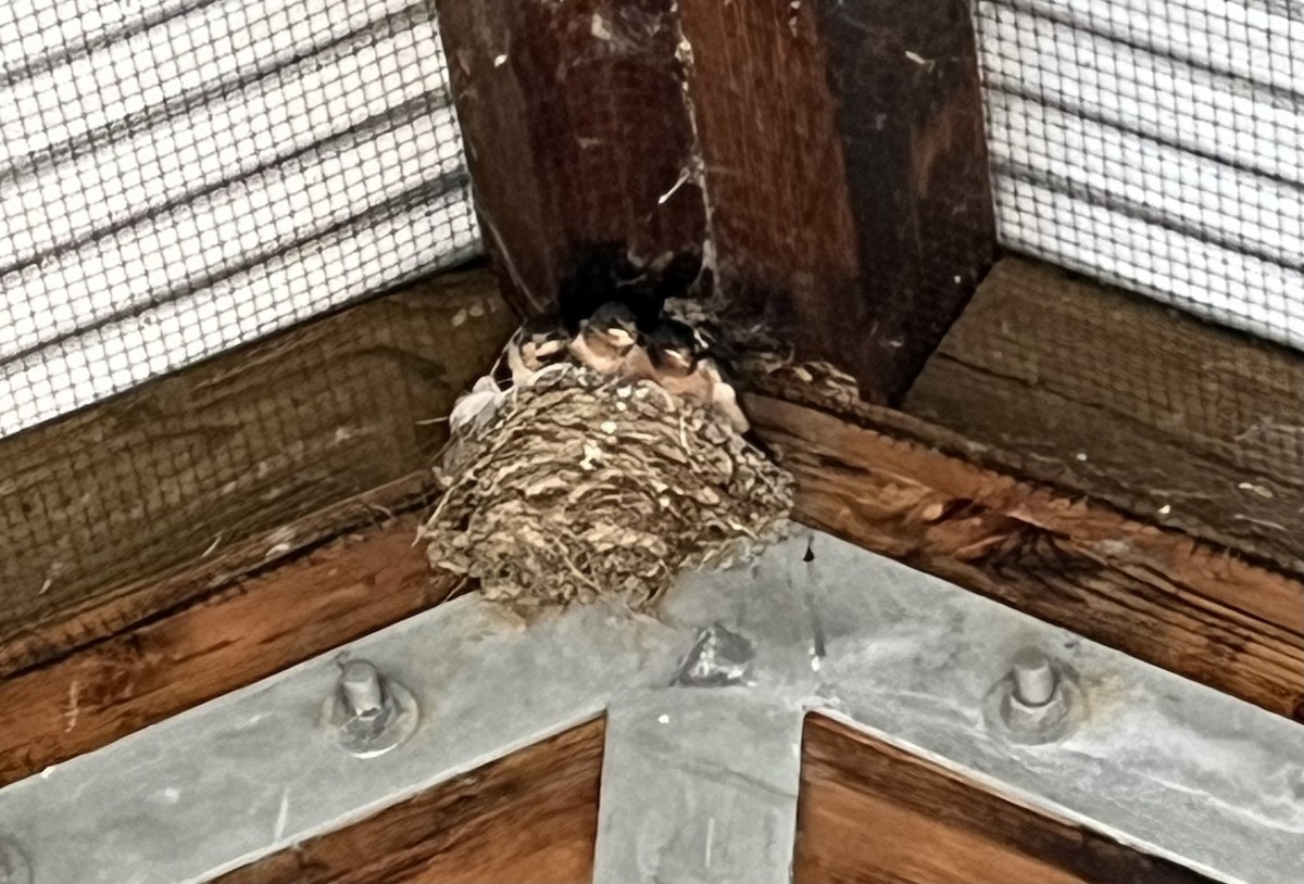 eBird Pacific Northwest Checklist - 19 Jun 2023 - Billy Frank Jr ...