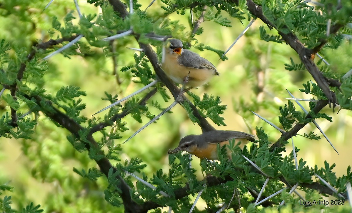 Media Search - Macaulay Library and eBird
