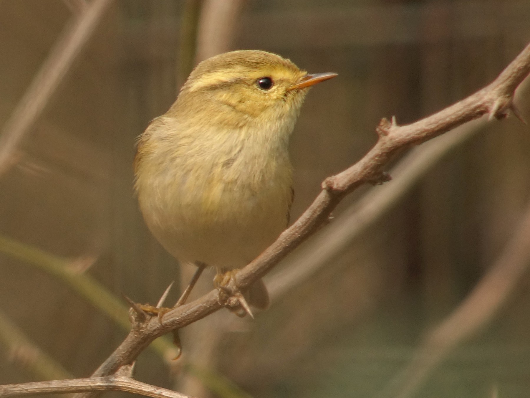 Brooks's Leaf Warbler - eBird