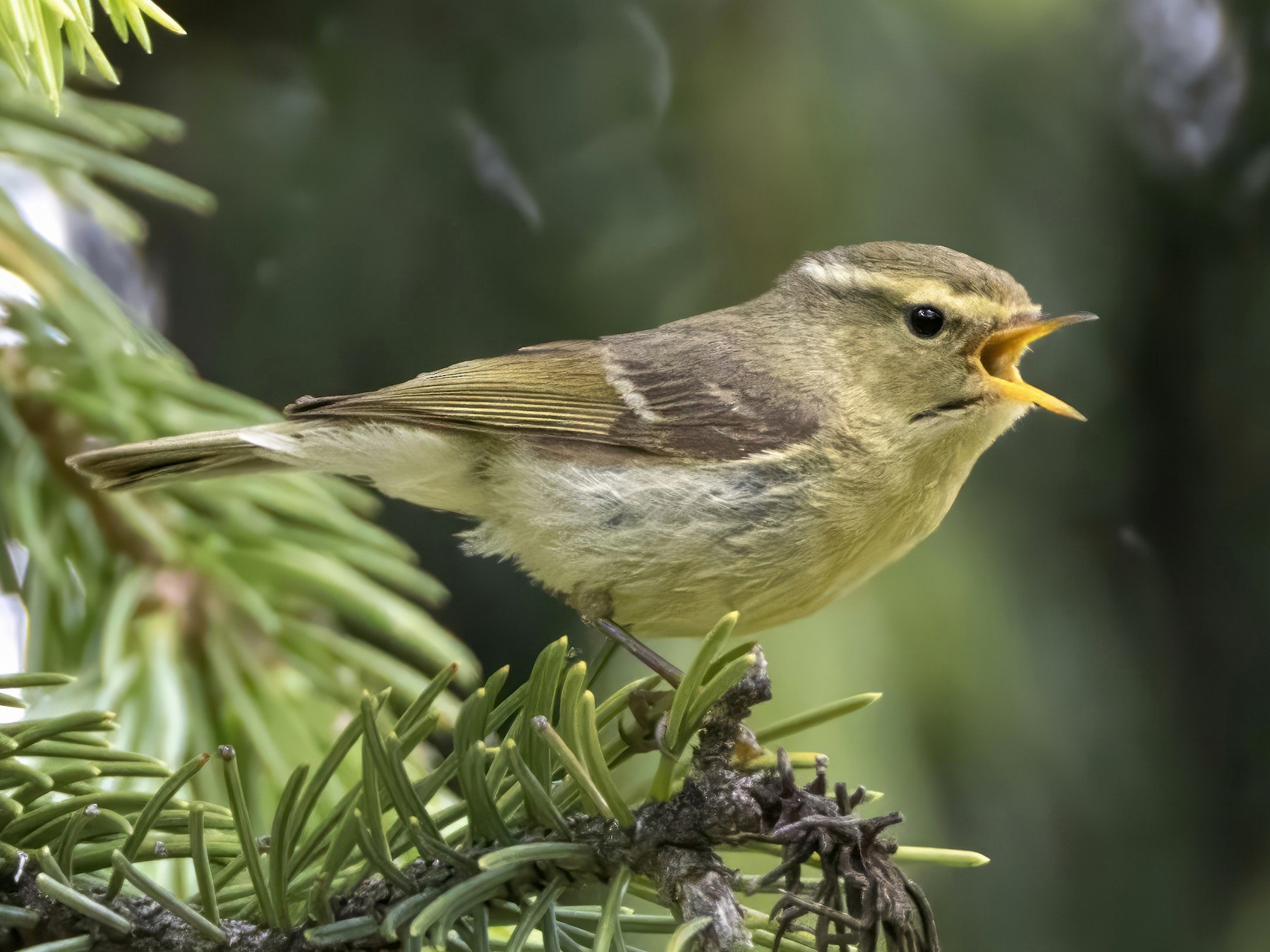 Brooks's Leaf Warbler - eBird
