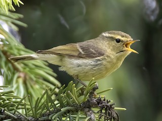 Brooks's Leaf Warbler - eBird