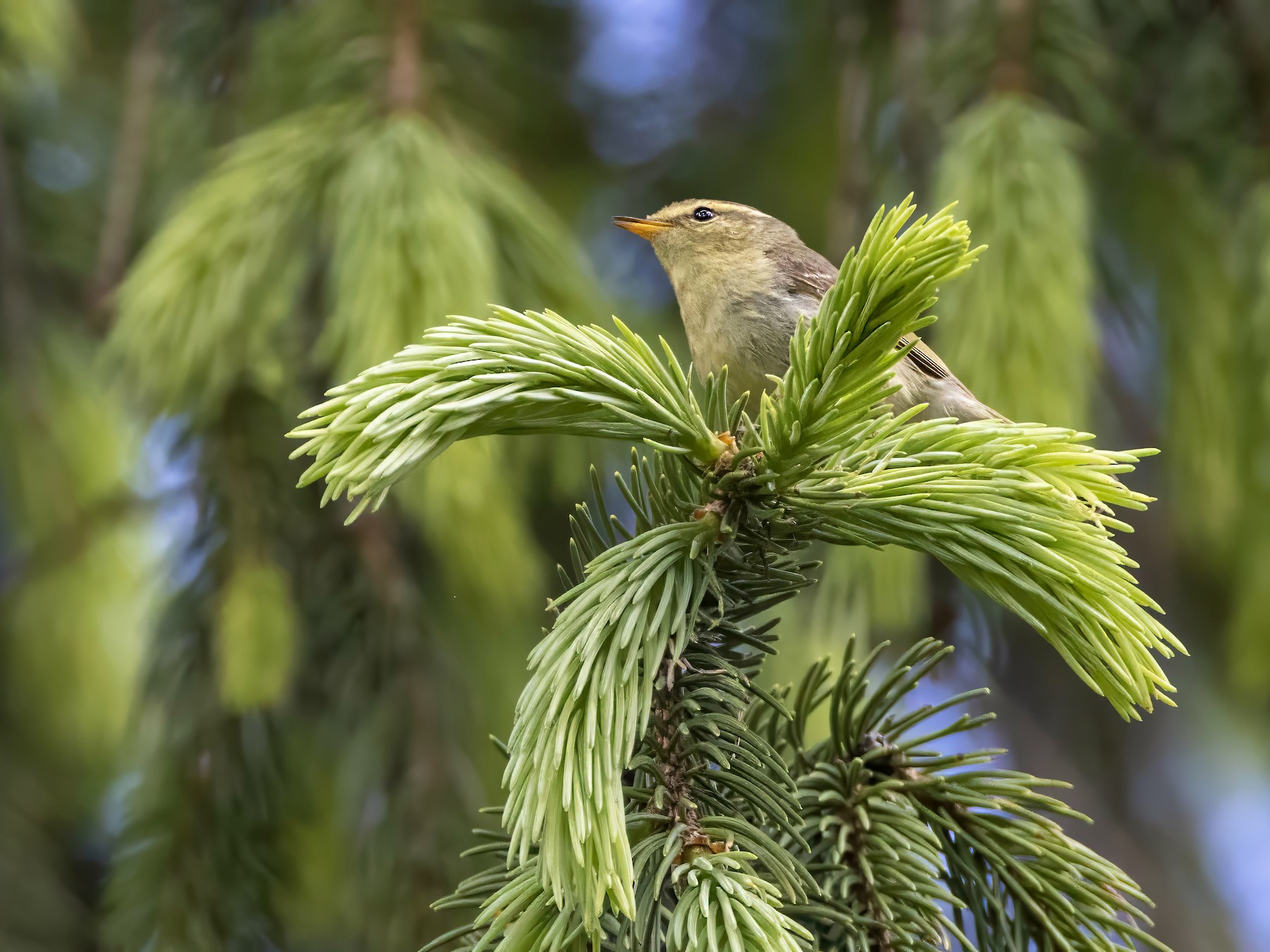 Brooks's Leaf Warbler - eBird