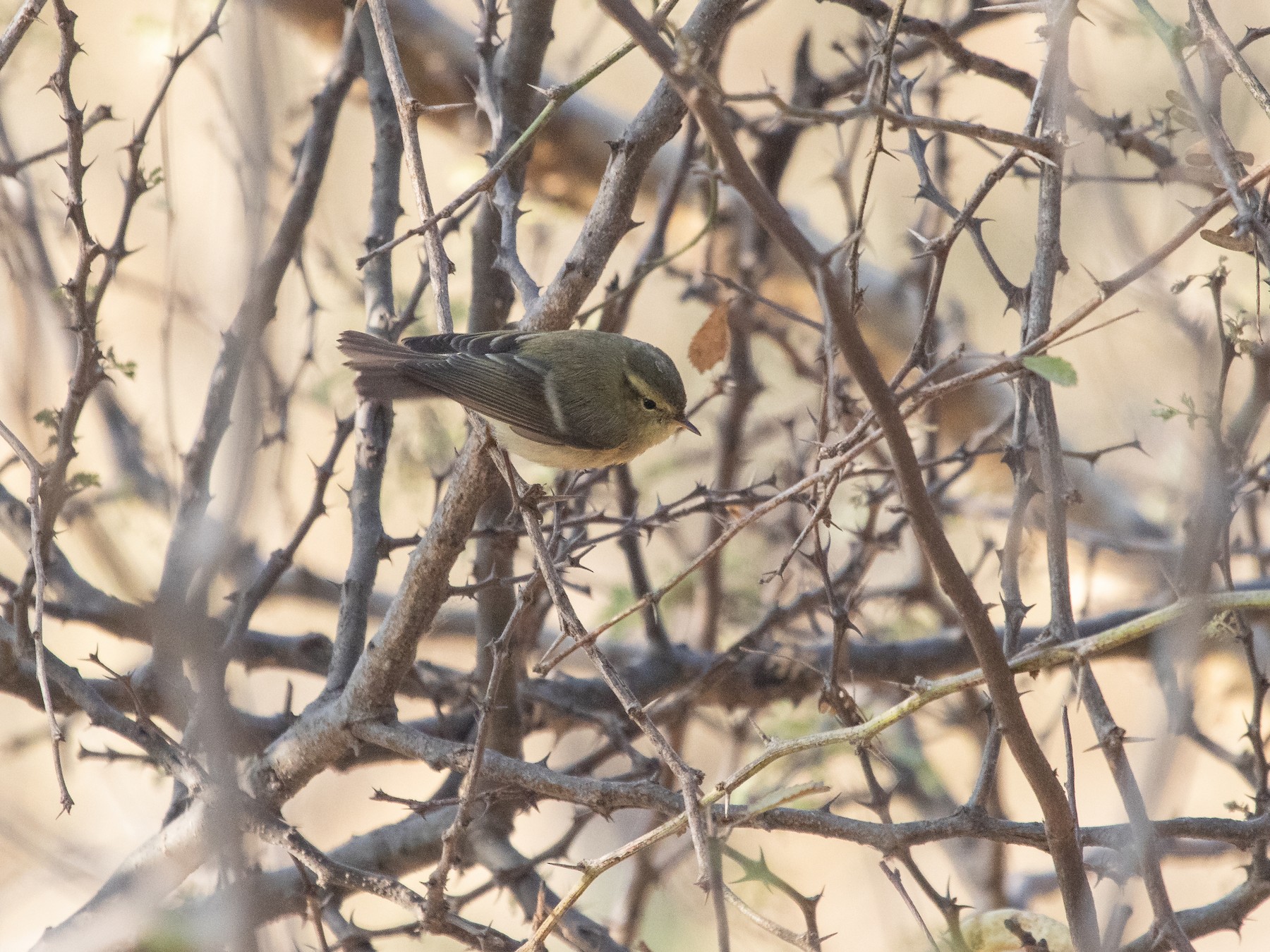 Brooks's Leaf Warbler - eBird