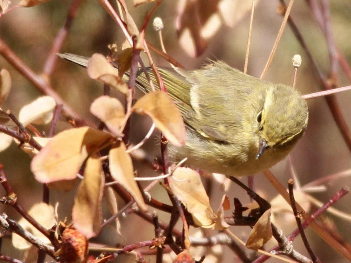Brooks's Leaf Warbler - eBird