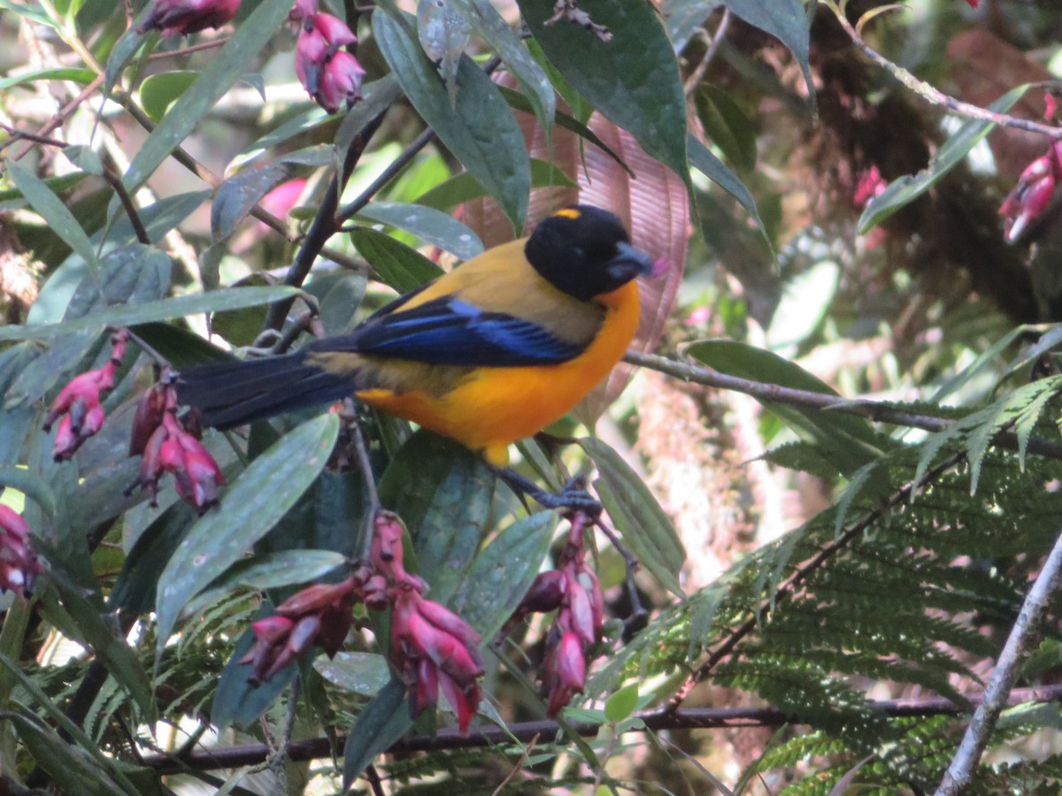 eBird Checklist - 12 Jun 2023 - Las Tangaras ProAves Reserve - 49 species