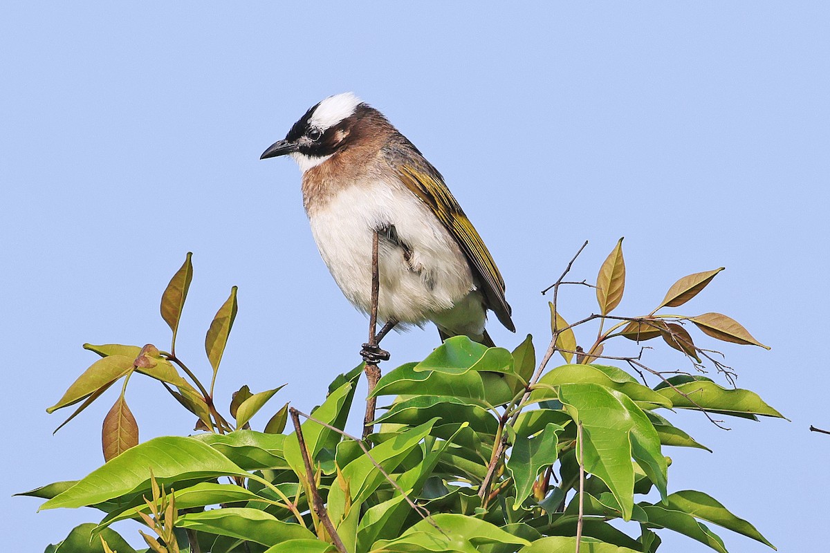 Light-vented Bulbul - Pycnonotus sinensis - Media Search - Macaulay ...