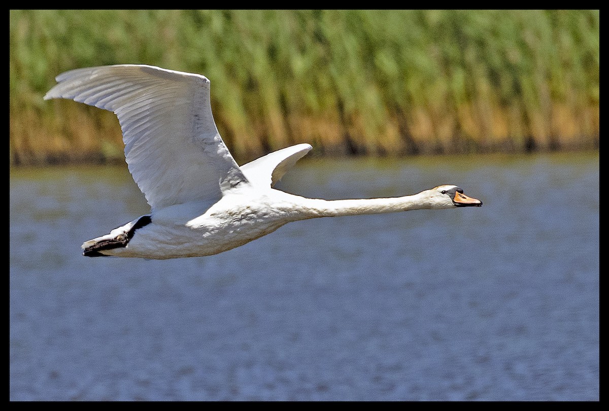 eBird Checklist - 22 Jun 2023 - Potteric Carr YWT NR - 21 species