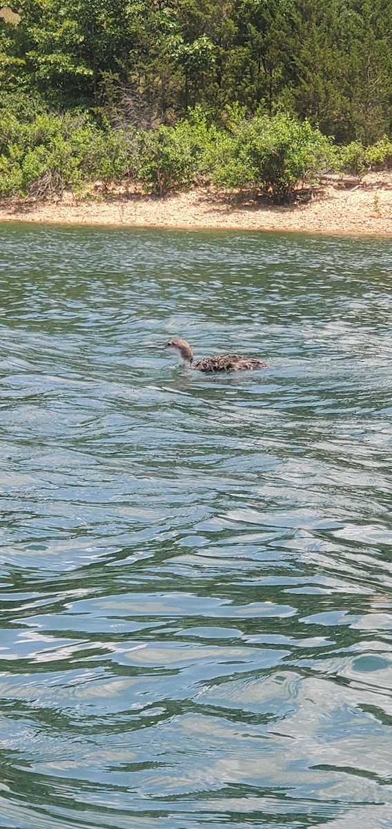 eBird Checklist - 22 Jun 2023 - Fellows Lake, Springfield US-MO 37. ... eBird Checklist - 22 Jun 2023 - Fellows Lake, Springfield US-MO 37. ...