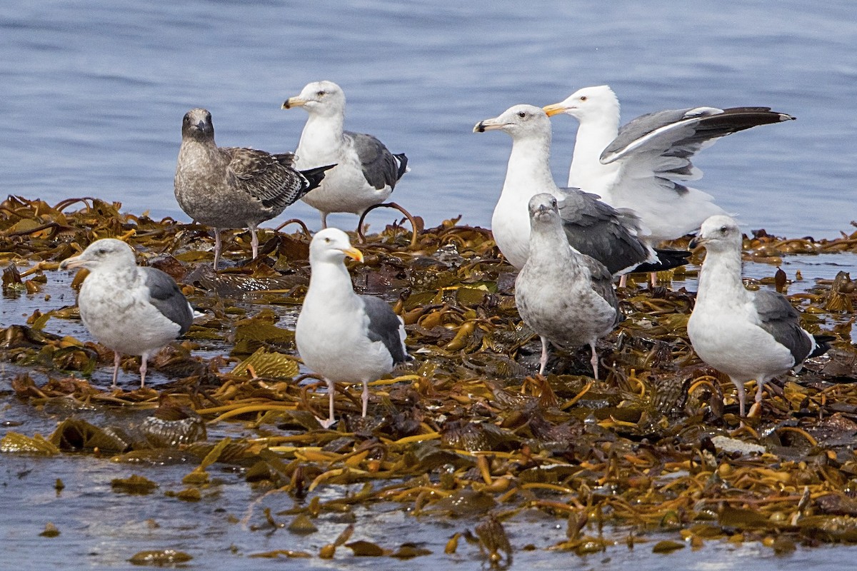 eBird Checklist - 8 Sep 2016 - Pelagic. Searcher. Leg 6. 32.48909 -119. ...