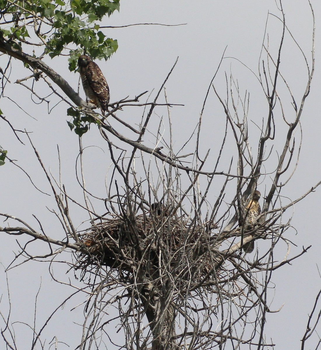 eBird Checklist - 17 Jun 2023 - Red-tailed Hawk Park - 13 species