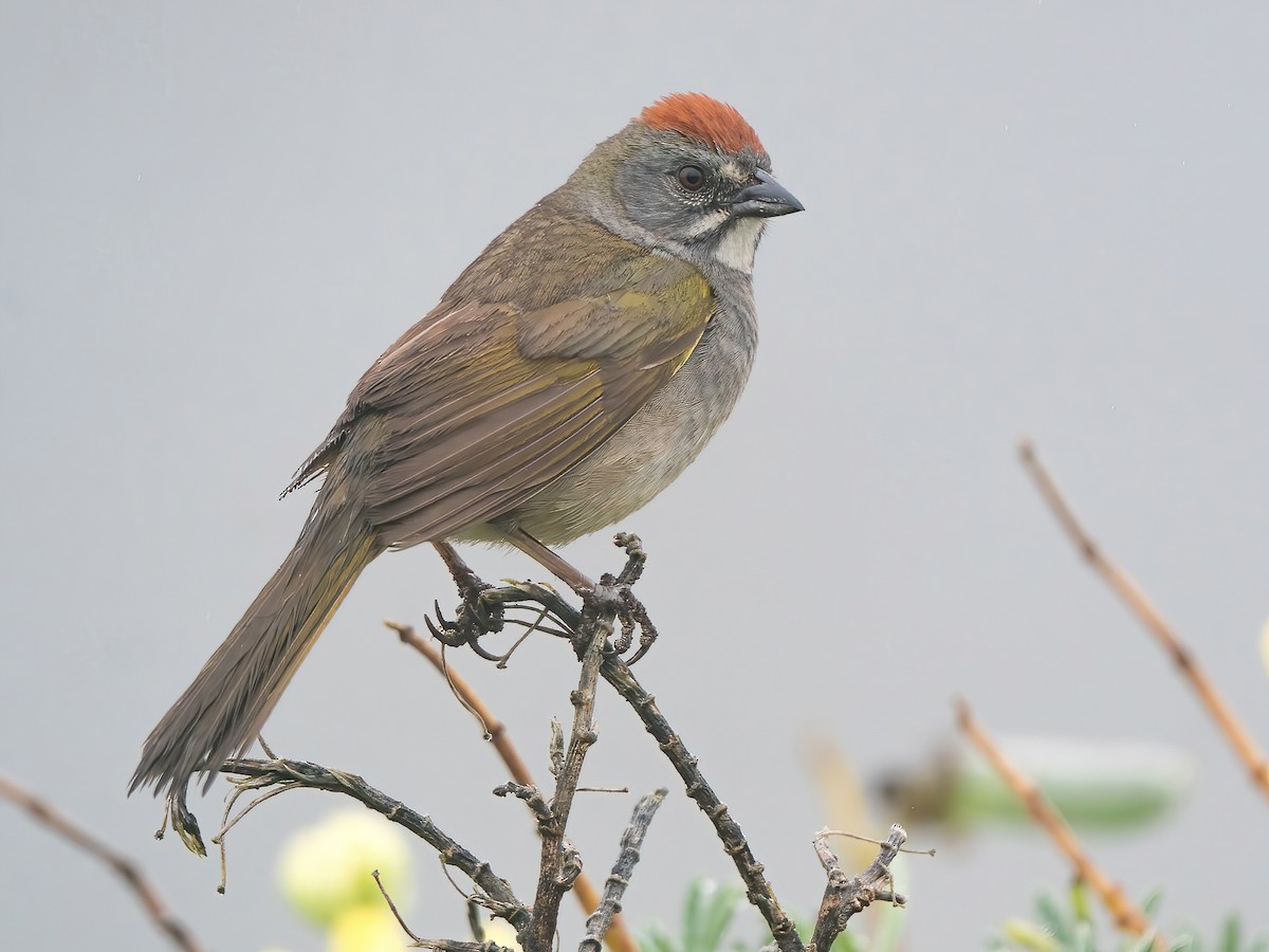 Green-tailed Towhee - Pipilo chlorurus - Birds of the World
