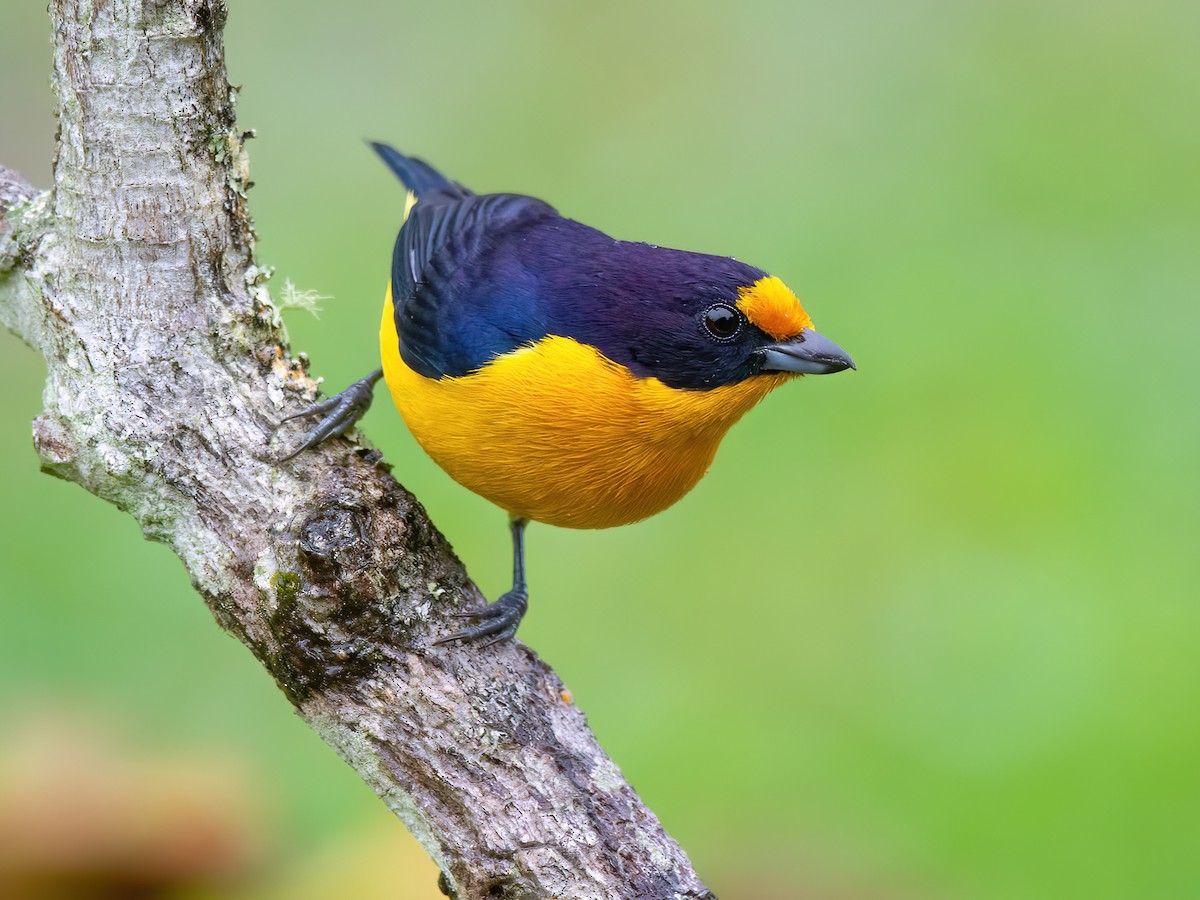 Violaceous Euphonia - Euphonia violacea - Birds of the World