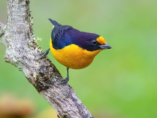 Violaceous Euphonia - Euphonia violacea - Birds of the World