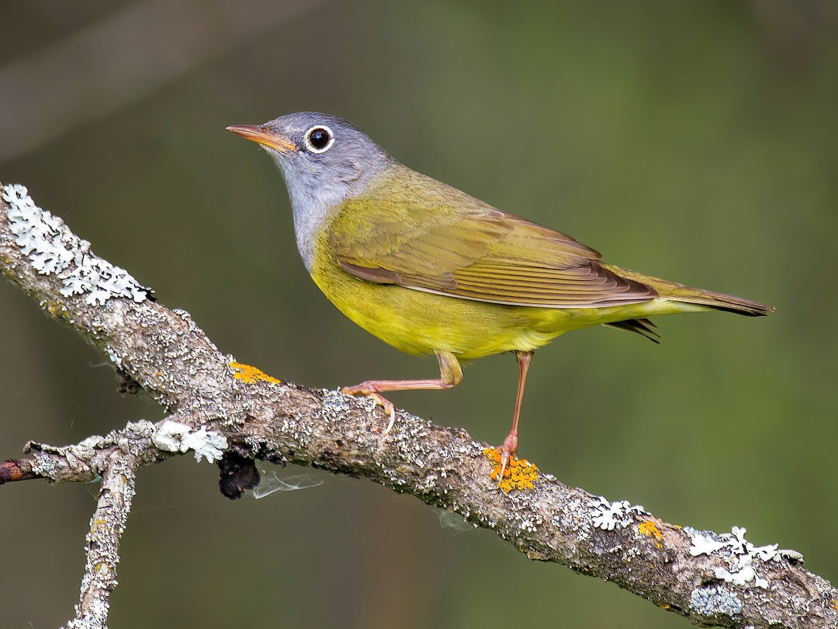 Connecticut Warbler - Oporornis agilis - Birds of the World