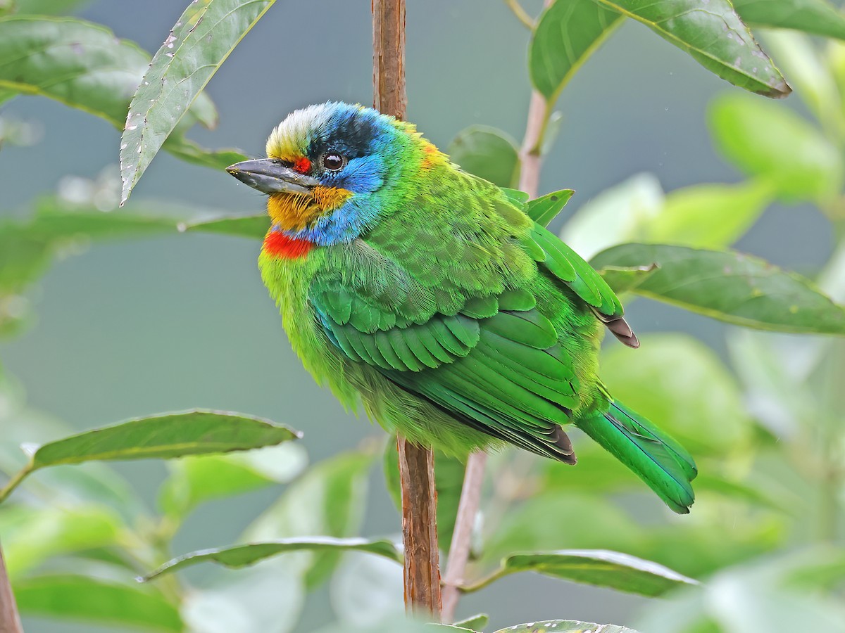 Taiwan Barbet - Psilopogon nuchalis - Birds of the World