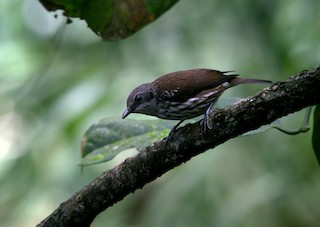 Visayan Rhabdornis - Rhabdornis rabori - Birds of the World