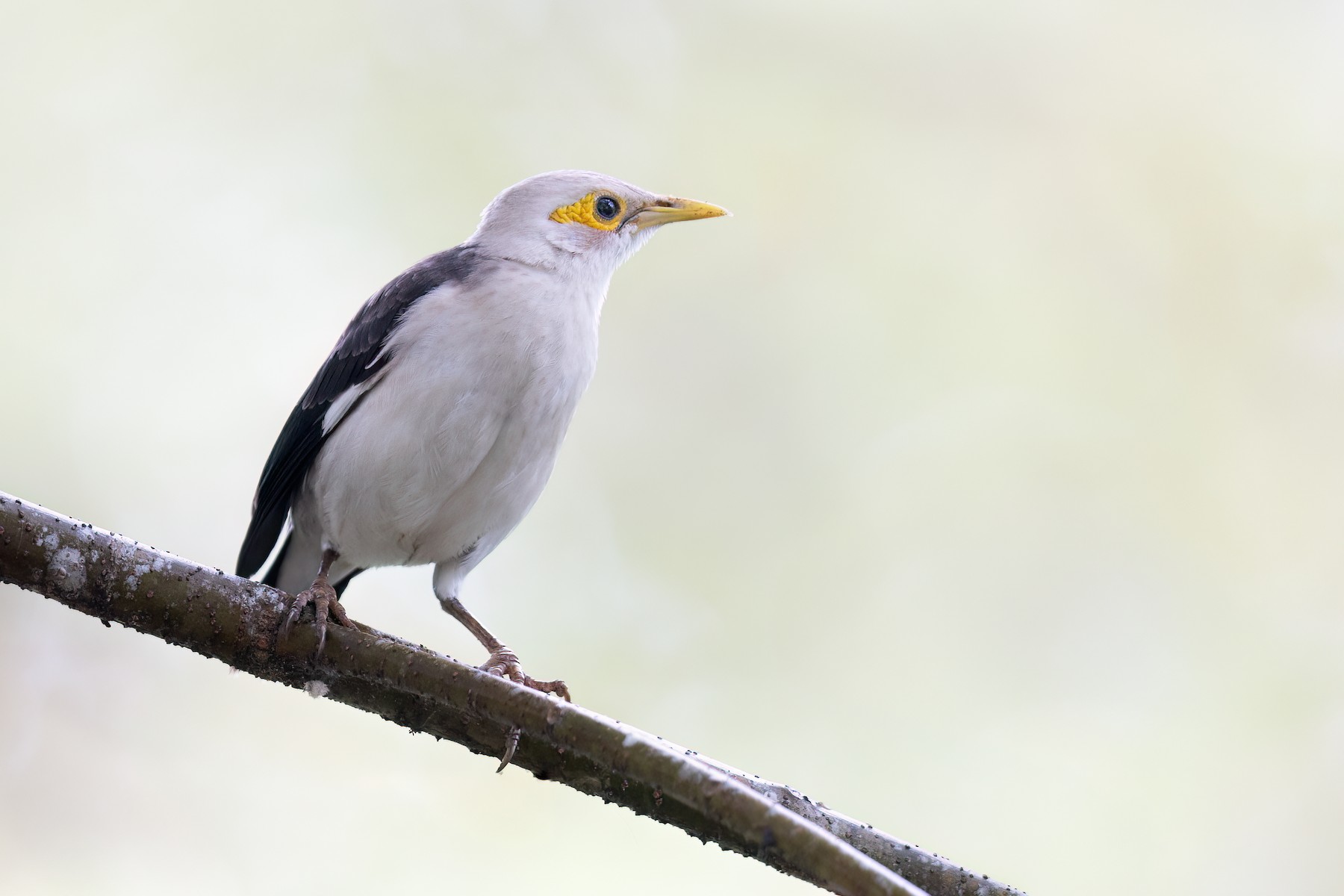 Black-winged Myna (Grey-rumped) - eBird