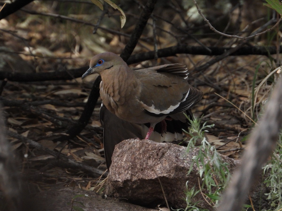 eBird Checklist - 13 Jun 2023 - Davis Mountains Resort (Restricted ...