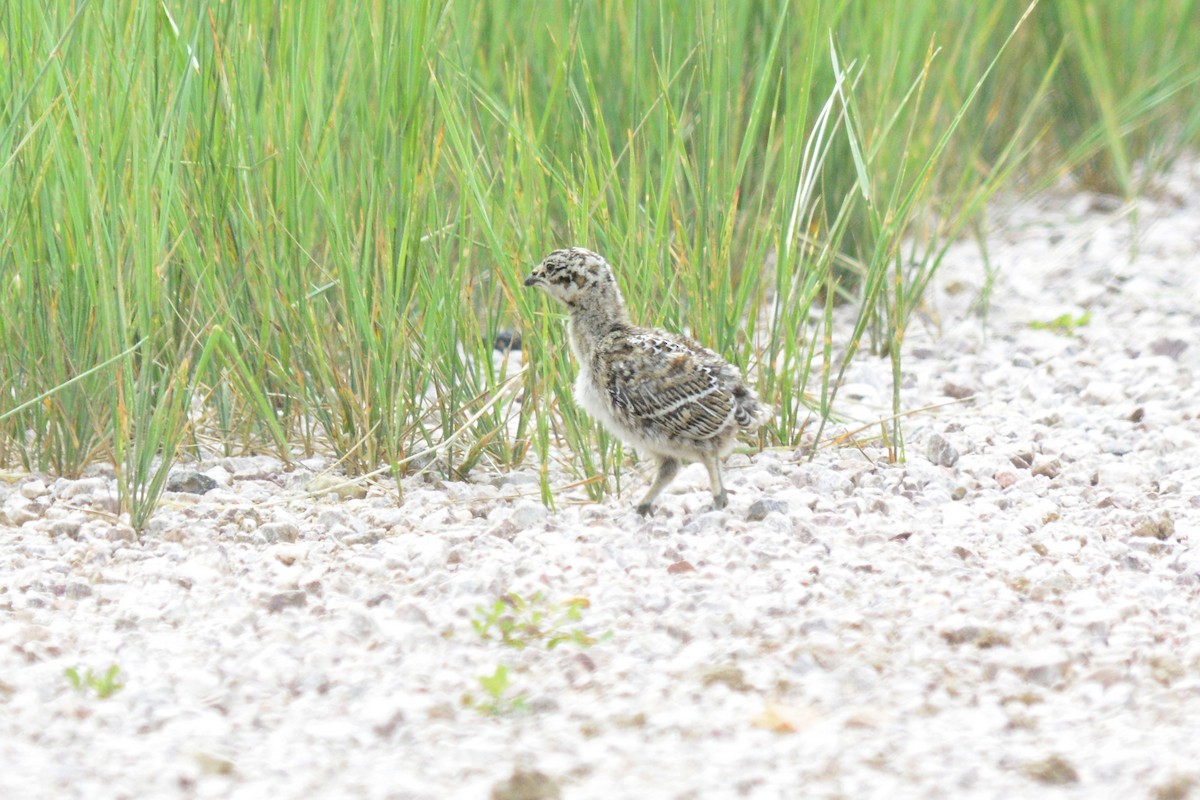eBird Checklist - 22 Jun 2023 - 701–917 Lynch Rd, Newcastle US-WY 43. ...