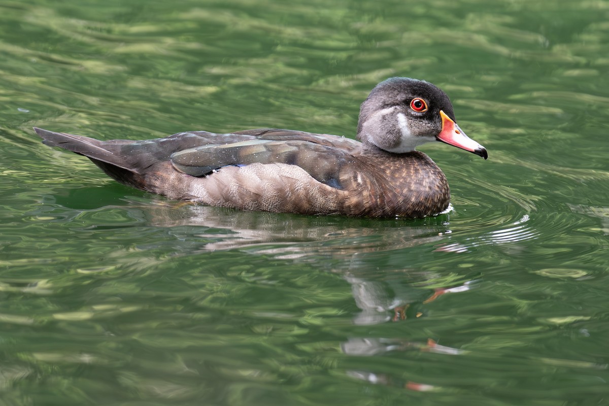 eBird Checklist - 22 Jun 2023 - Golden Gate Park--Stow Lake - 31 ...