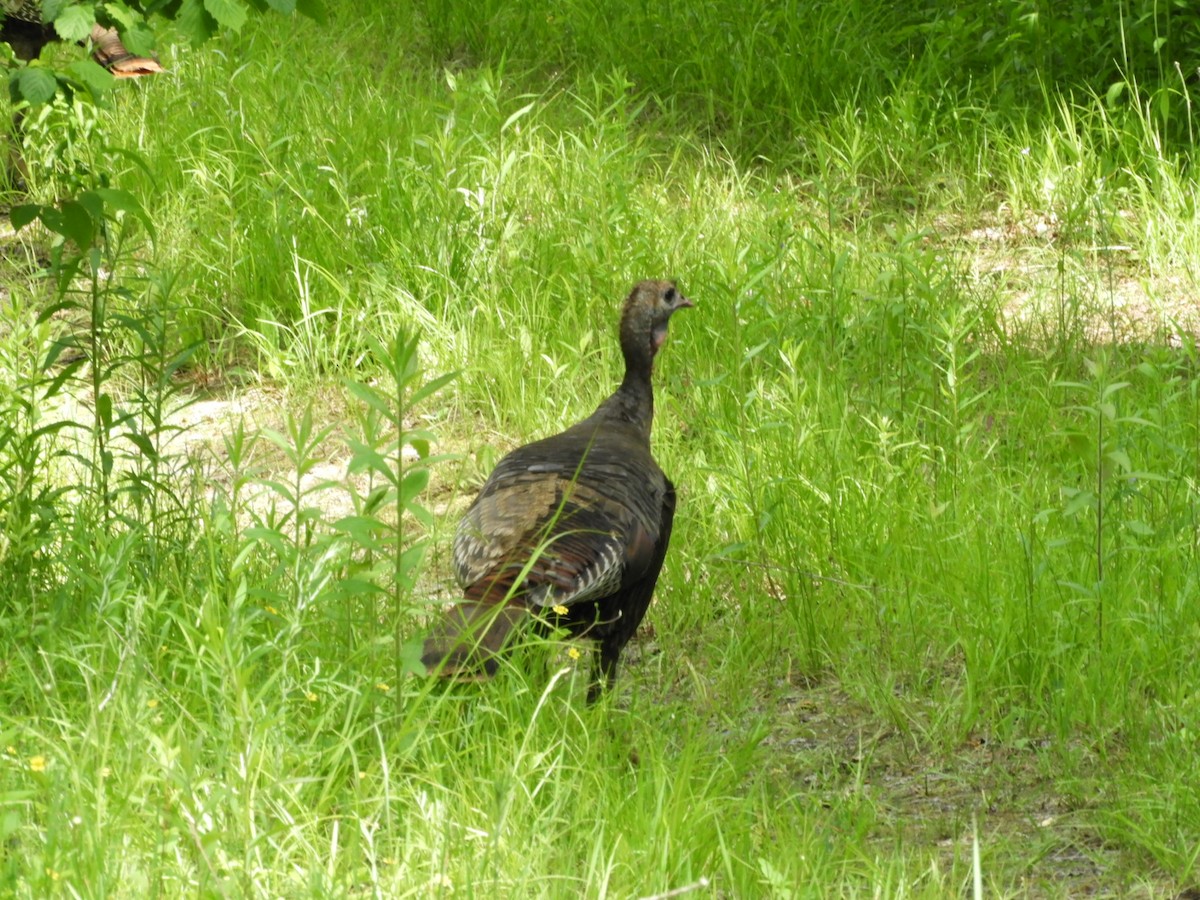 New York Breeding Bird Atlas Checklist - 21 Jun 2023 - Sabattis Bog ...