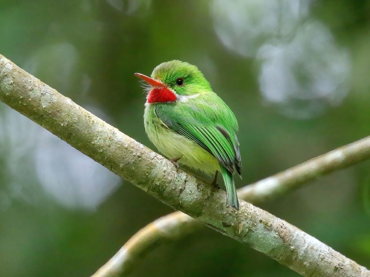 Jamaican Tody - Todus todus - Birds of the World