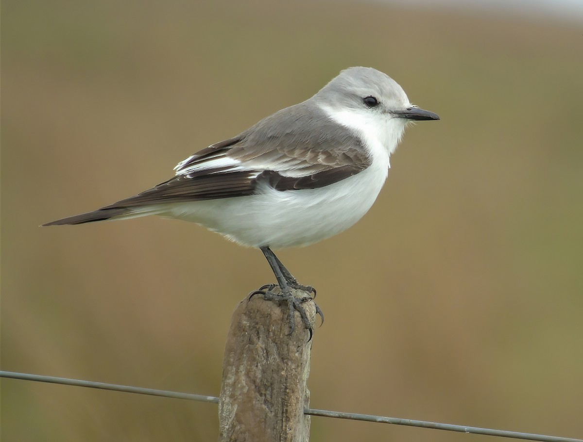 White-rumped Monjita - Xolmis velatus - Birds of the World