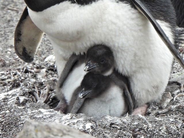 Photos - Western Rockhopper Penguin - Eudyptes chrysocome - Birds of ...