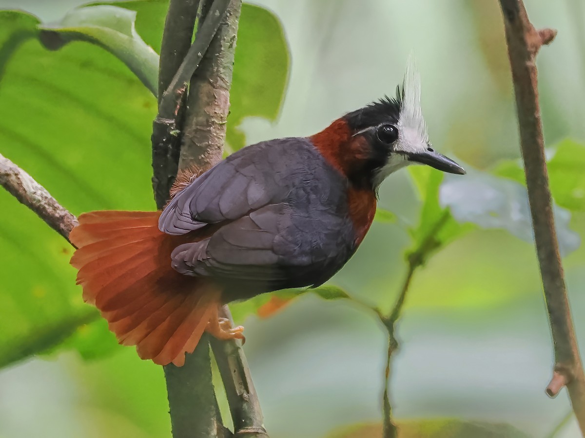 White-plumed Antbird - Pithys albifrons - Birds of the World