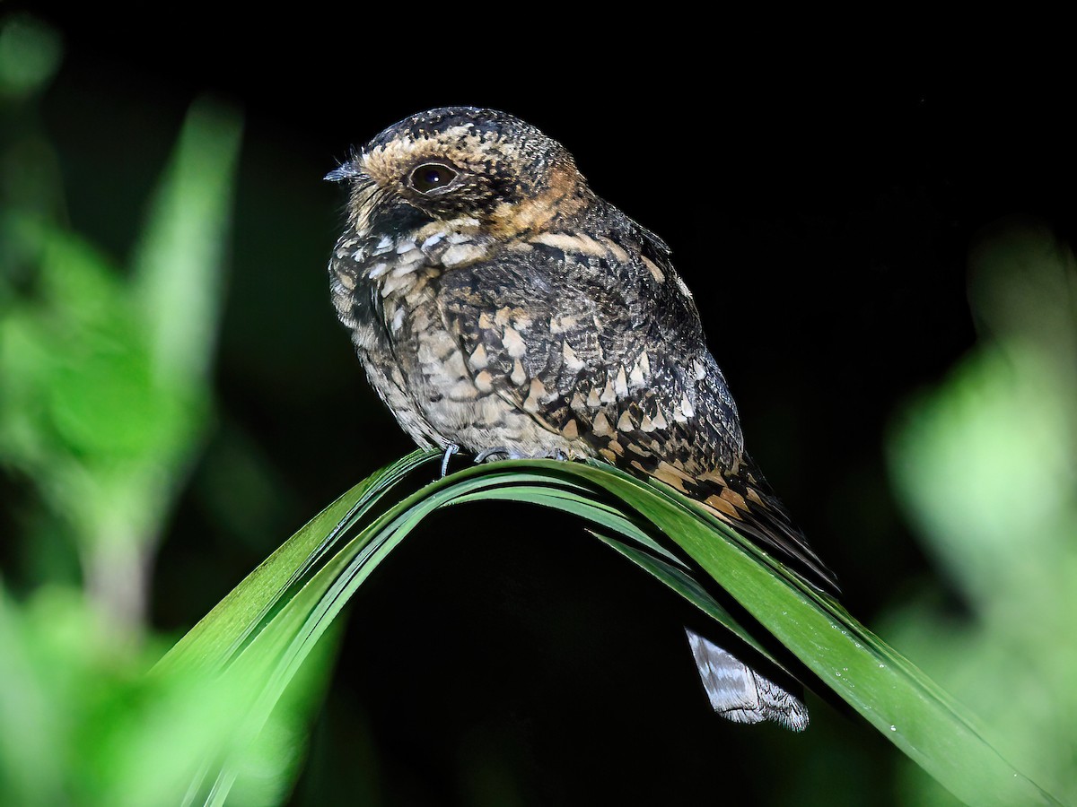 Spot-tailed Nightjar - Antiurus maculicaudus - Birds of the World