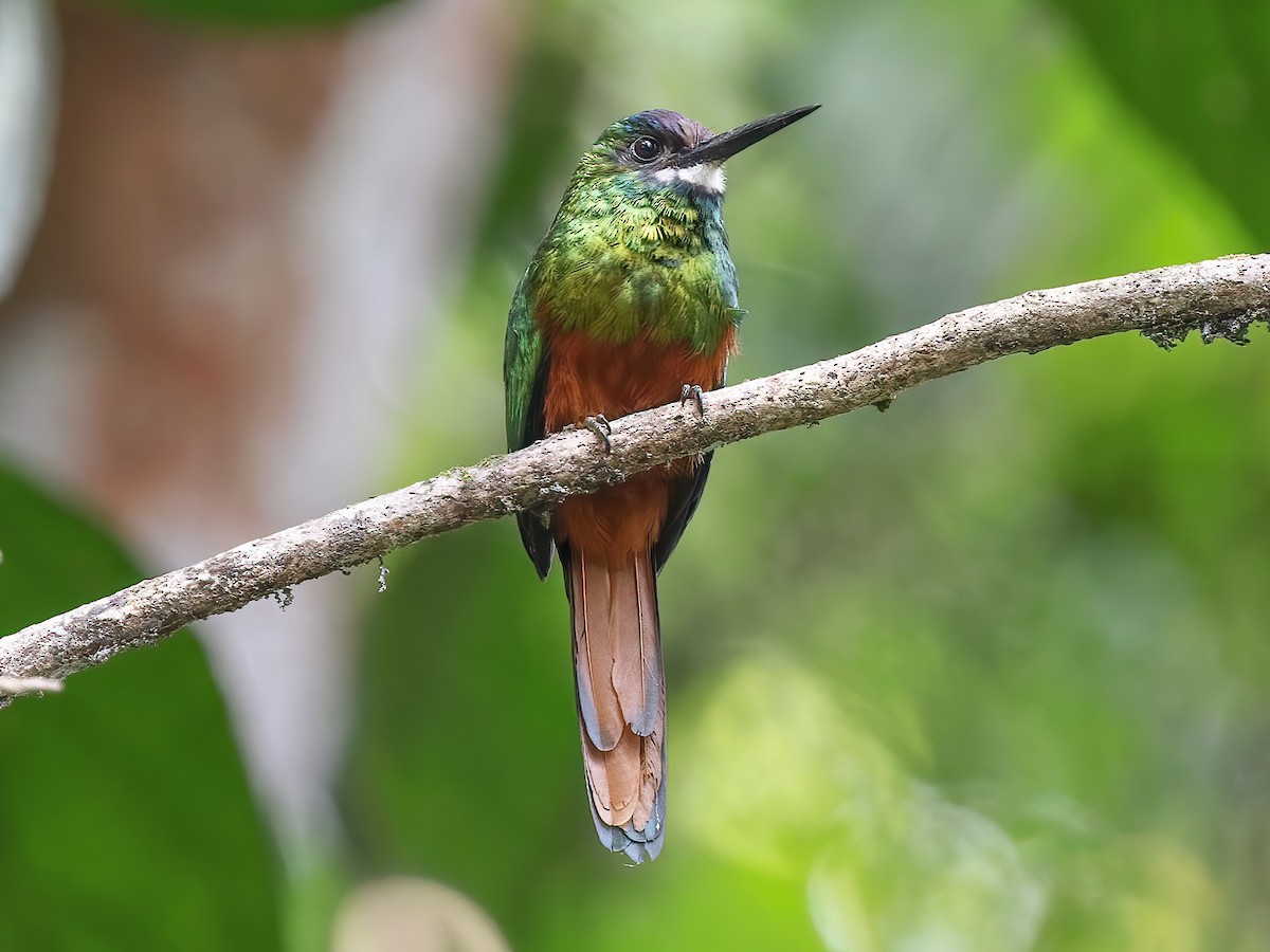 White-chinned Jacamar - Galbula tombacea - Birds of the World
